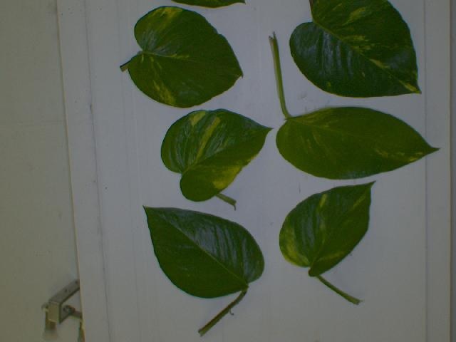 How to Use the leaf object detection Object Detection API