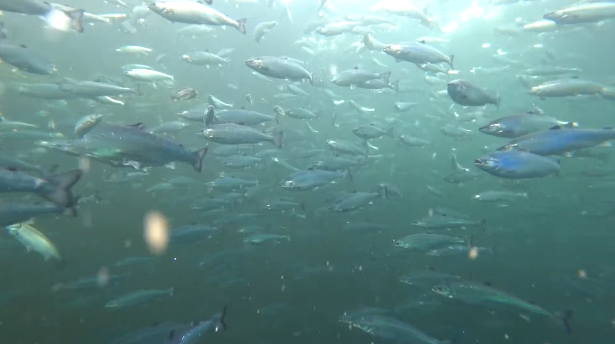 fish Object Detection Dataset by dfki