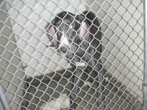 Dogs Object Detection Dataset by Yolo