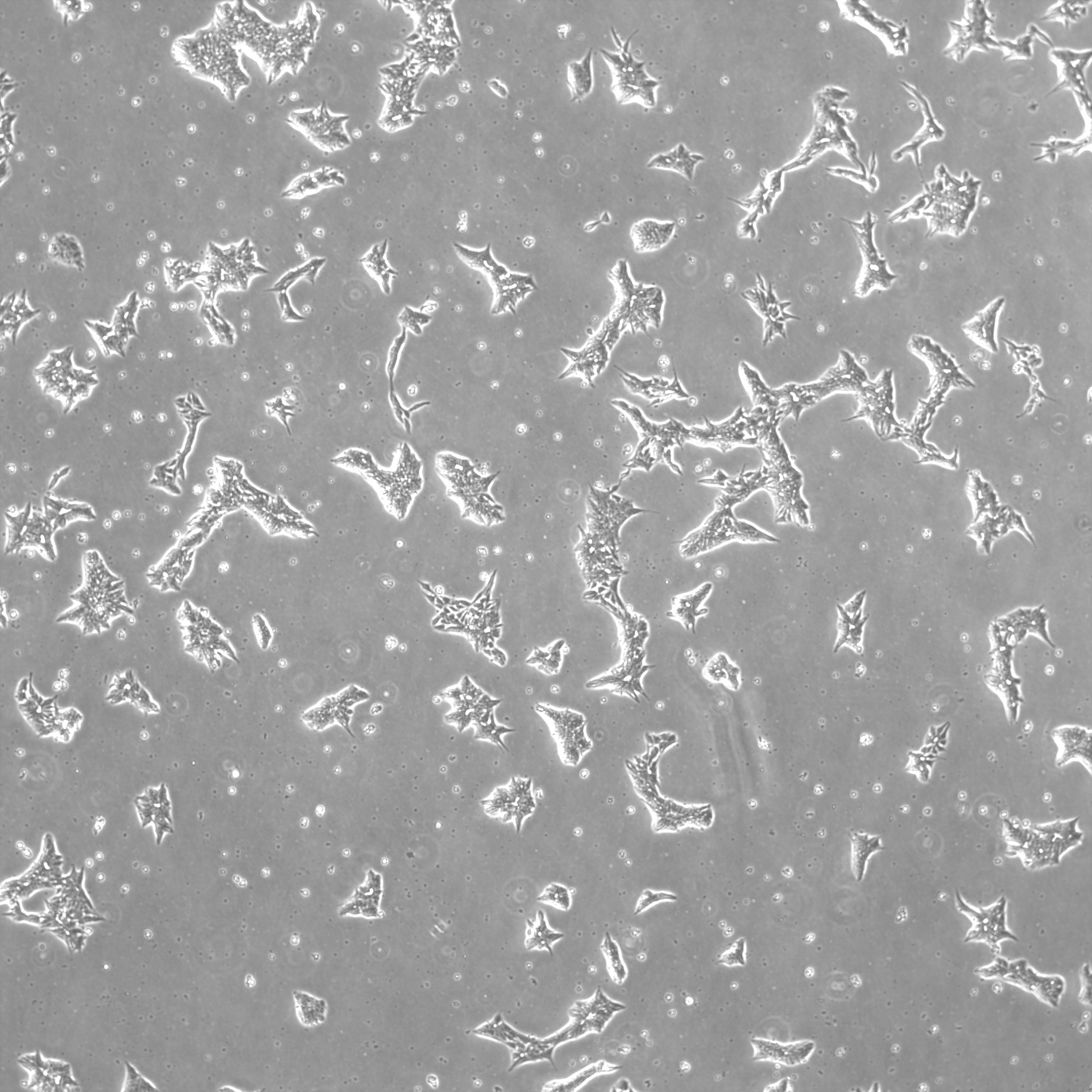 How to Use the iPSC Instance Segmentation API