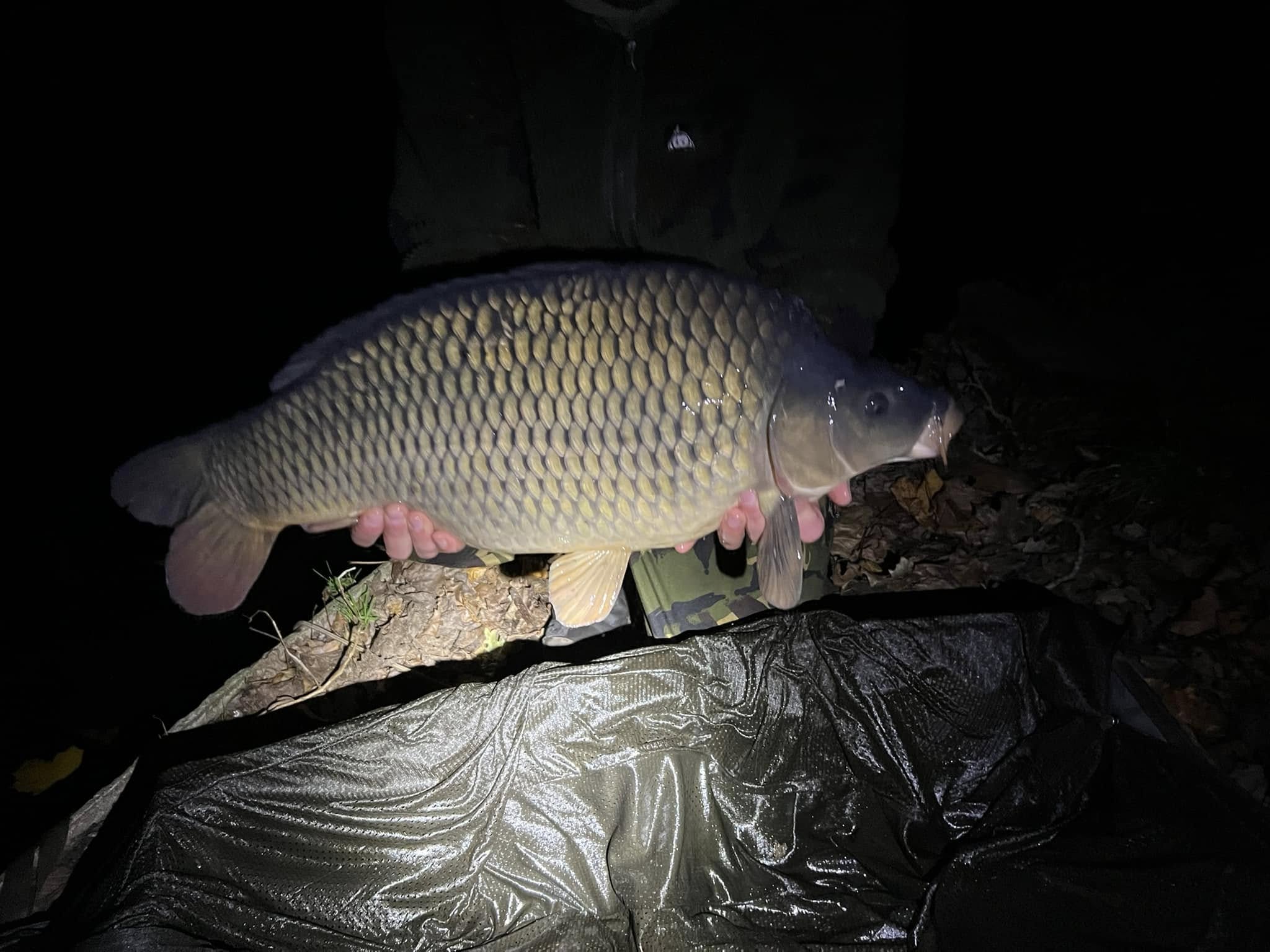 Carp Species & Side Classification Dataset and Pre-Trained Model by Test