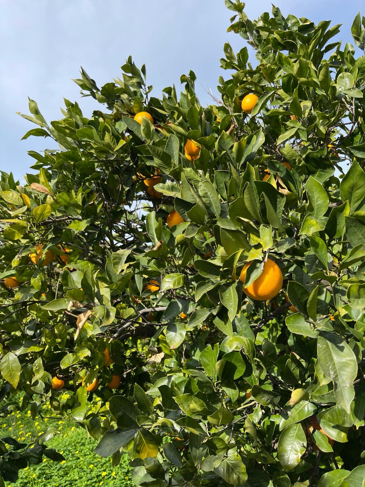 How to Use the Tomato Object Detection API