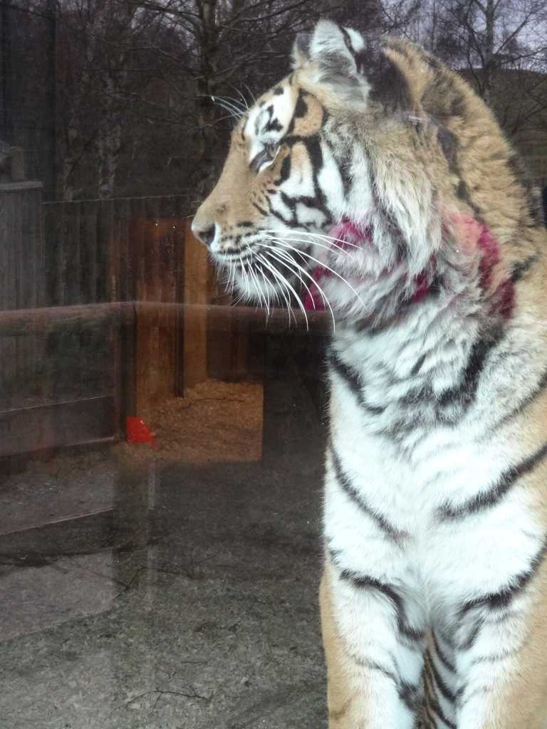 Tiger Object Detection Model by Animal Detection