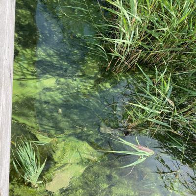 Algea_detection Classification Dataset and Pre-Trained Model by Algea