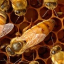 bee-detection Object Detection Dataset by bee detetction