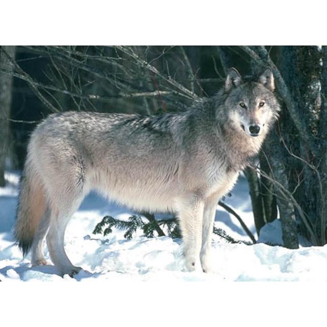 Wild-Life-Detection Object Detection Dataset by CodeCortex