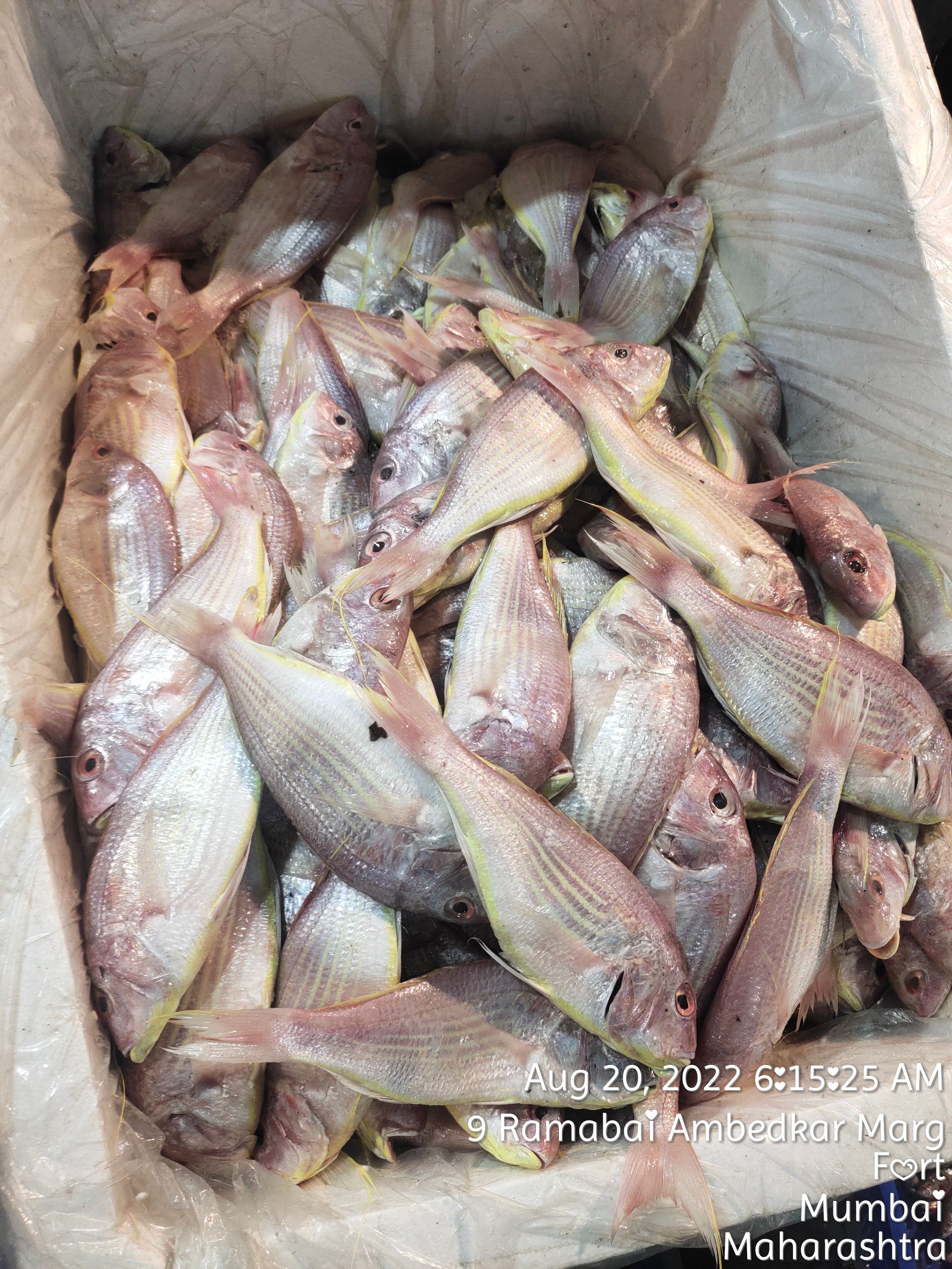 s-abcde Instance Segmentation Model (v21, 2023-06-01 3:40pm) by image ...