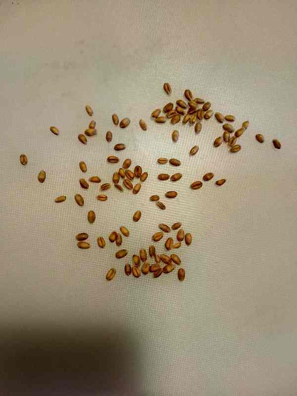 Wheat Object Detection Model By Wheat