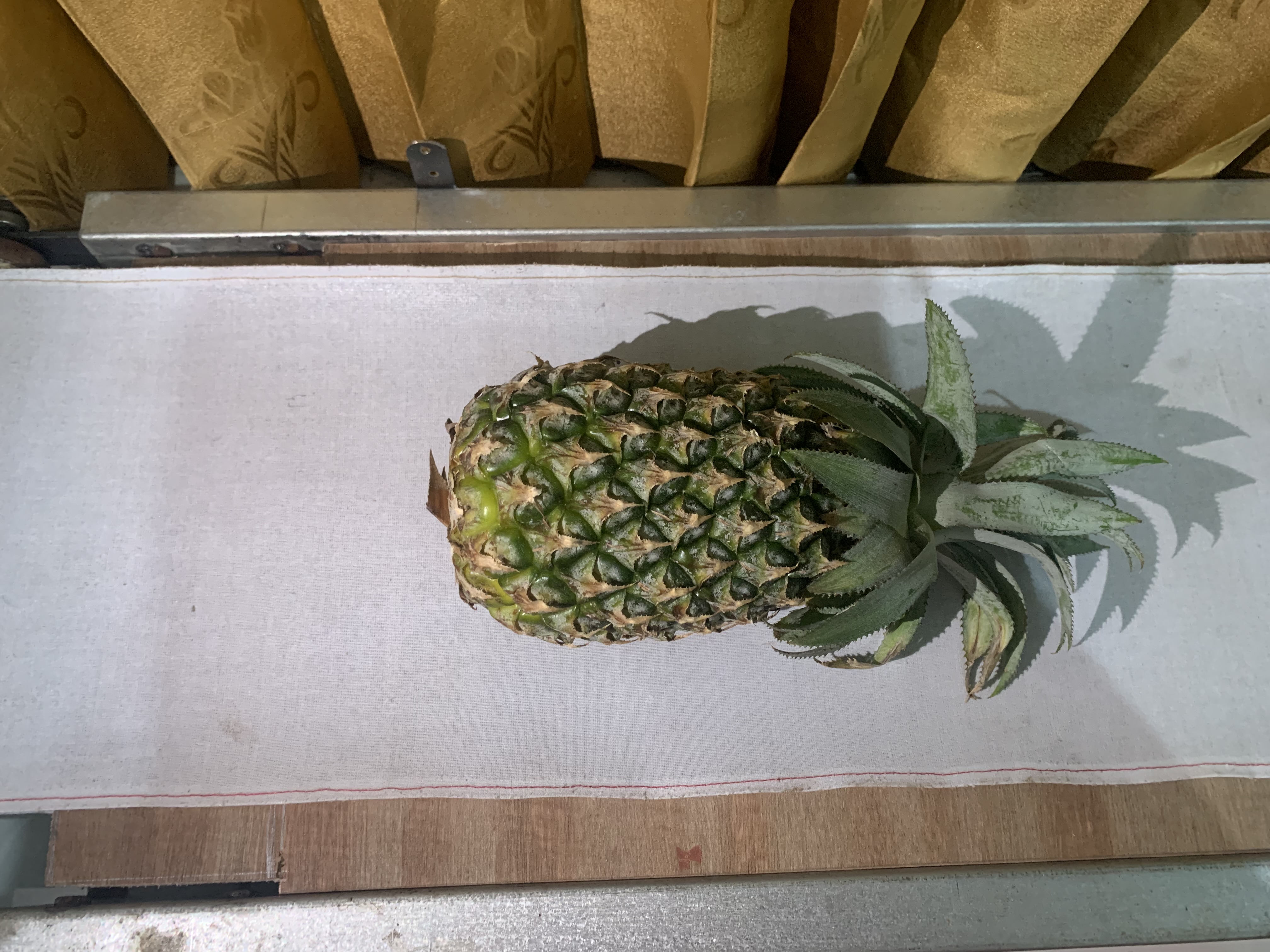 Pineapple Ripeness Detection Object Detection Model by Zikril Sukma