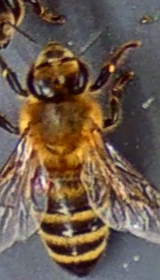 varroa-2 Object Detection Dataset by Easybusy