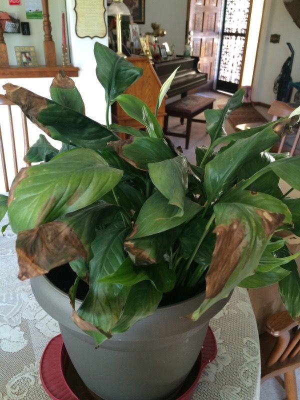 Plant Health Object Detection Model by For Fun