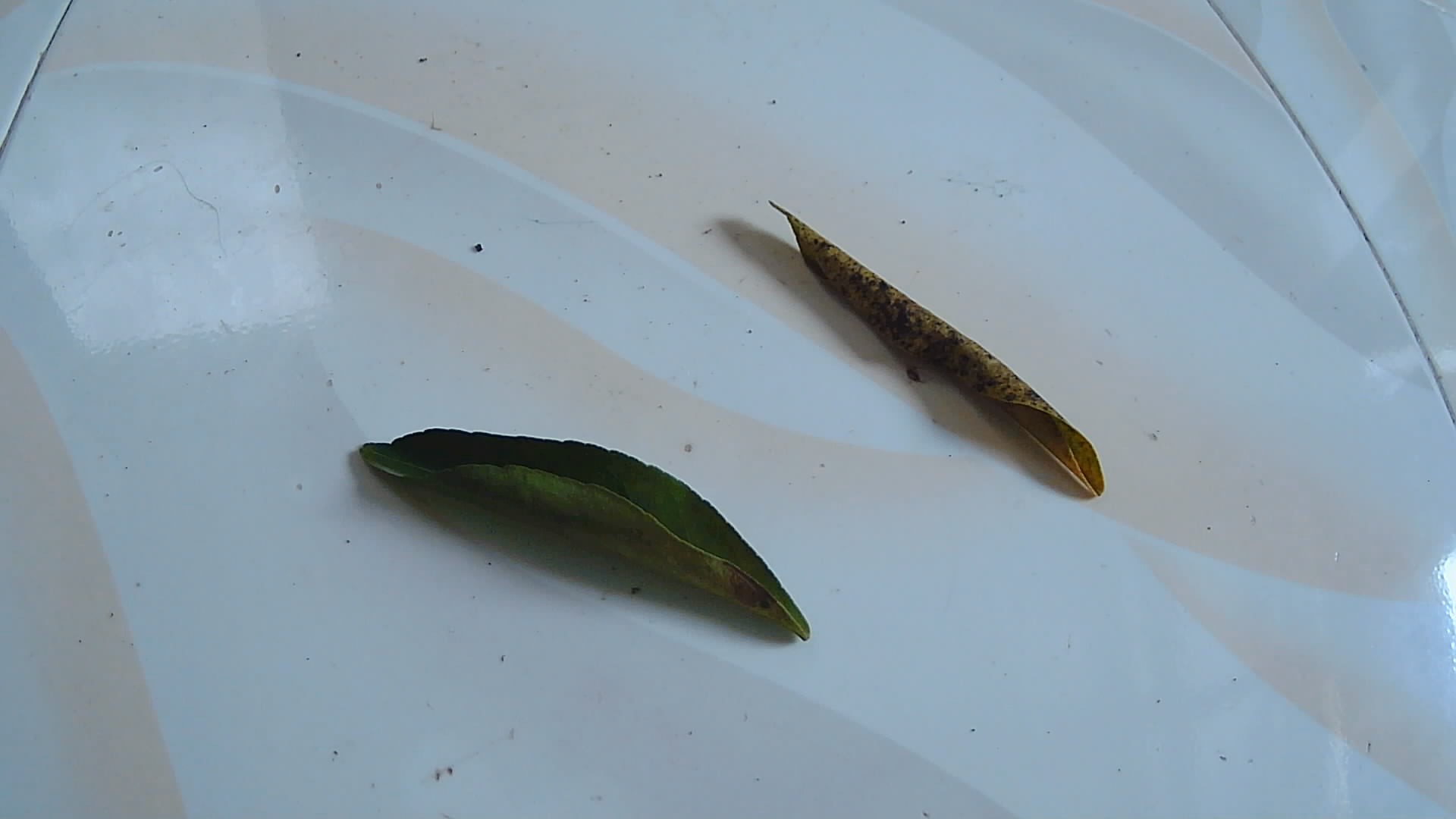 Waste Augmentation Object Detection Dataset by Waste Detection