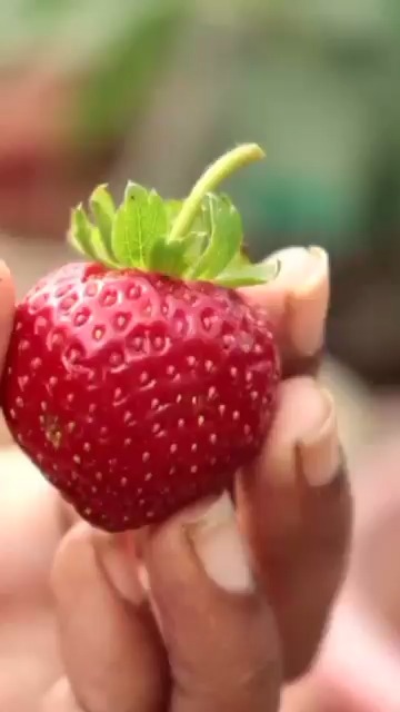 Strawberry Detection Object Detection Dataset By Anuradha