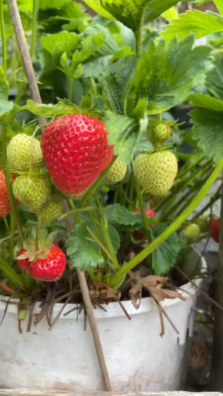 Strawberry Detection Object Detection Dataset By Anuradha