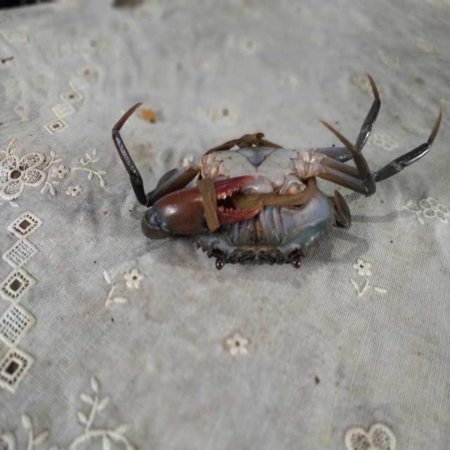 Crab Test Object Detection Dataset By Jai