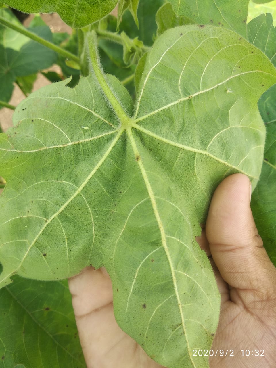 Plant Leaf Disease Detection Object Detection Dataset by Final Year Project