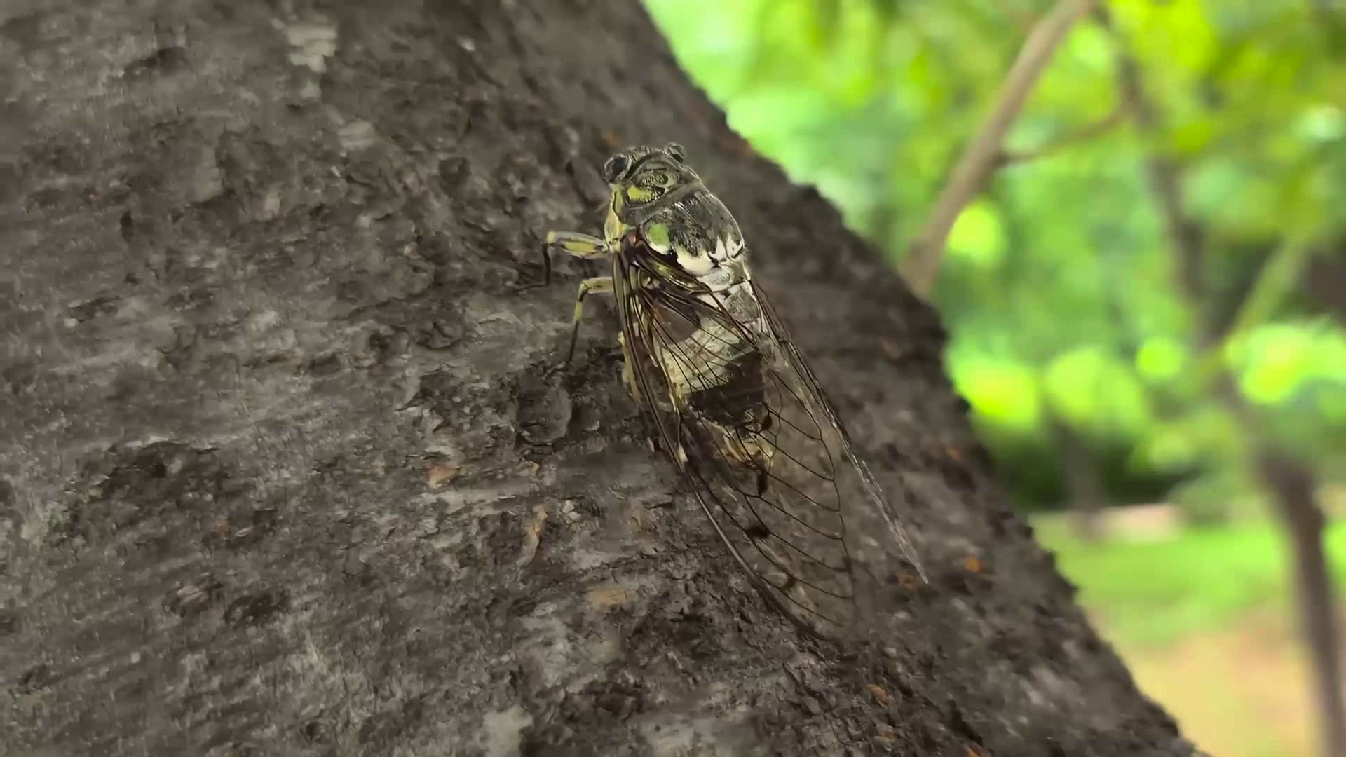 cicada-frame2 Object Detection Model by Vidprocess