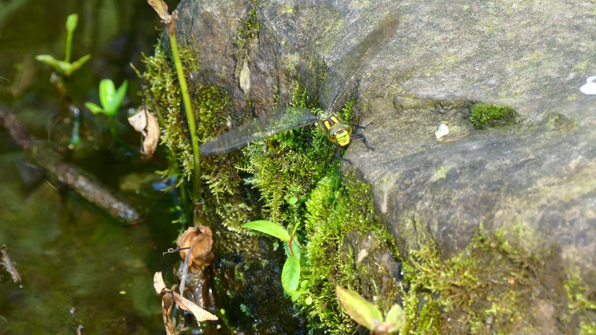 Dragonfly-Frames Object Detection Dataset and Pre-Trained Model by Vidprocess