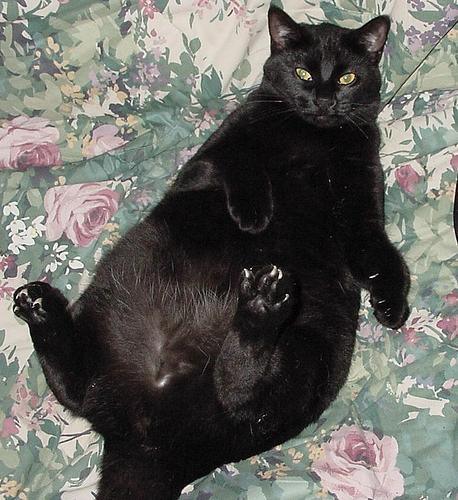 DETEKSI KUCING Object Detection Model by DETEKSI KUCING