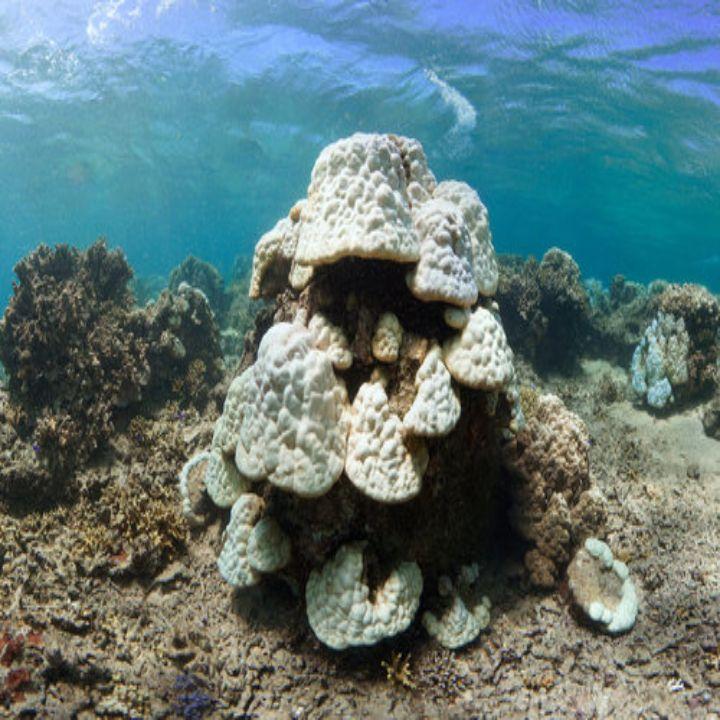 Coral-pathology Object Detection Model by Dark Blue3
