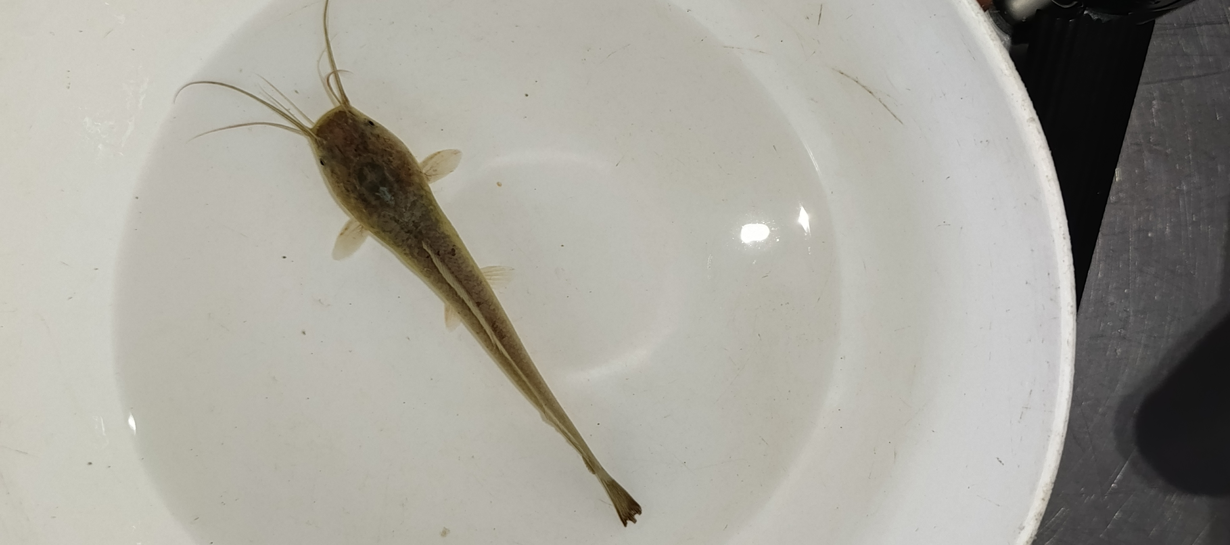 fry-and-fingerling-instance-segmentation Instance Segmentation Dataset ...