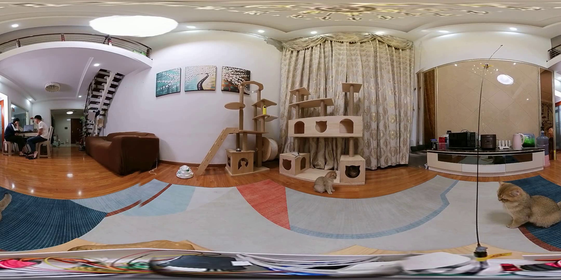 Insta360-Cat-Detection Object Detection Dataset by sinnammanyo