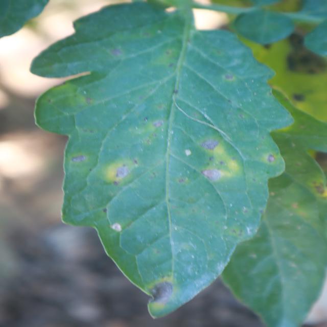 leaf Object Detection Dataset by Leaf