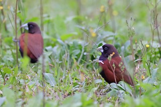 Bird Classification Object Detection Model by jibi pinya