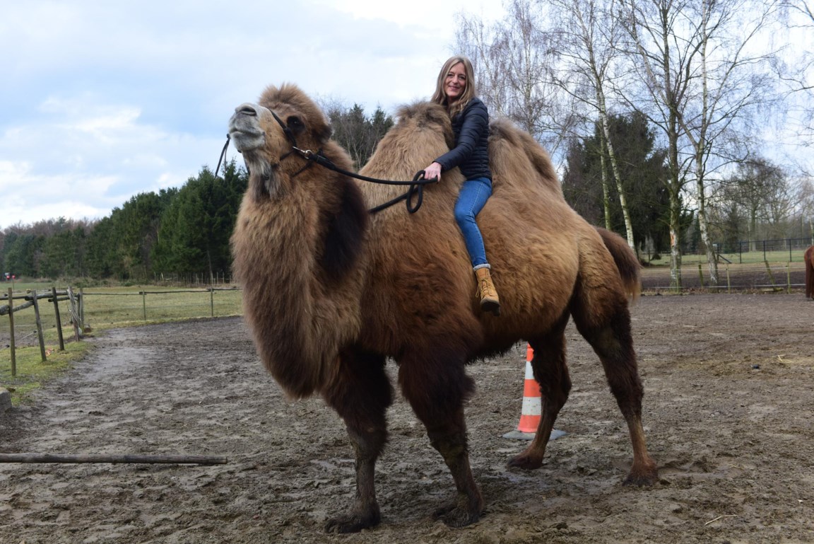 Camel Object Detection Dataset by Practicas