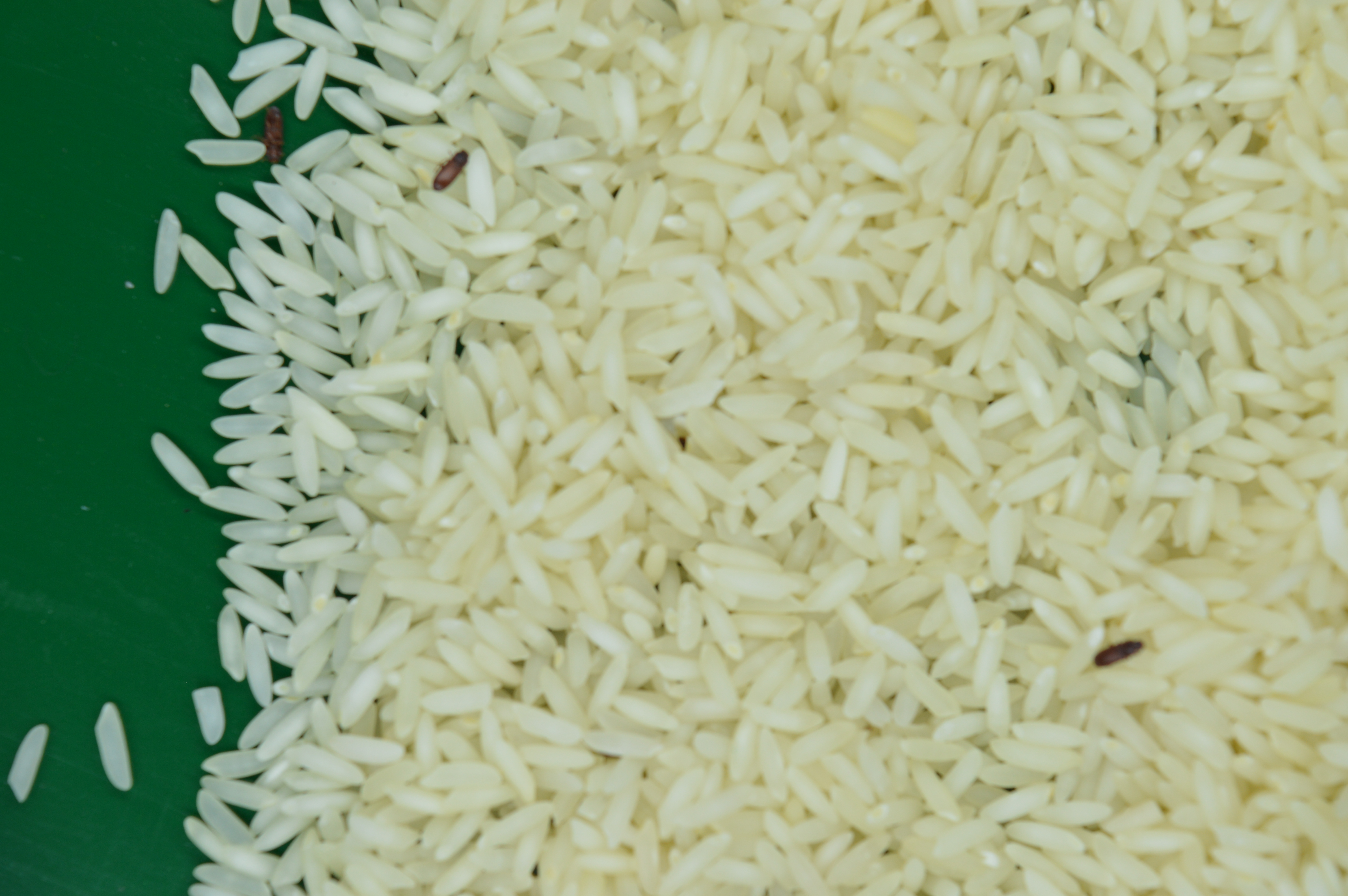 Green belt rice detection Object Detection Model by Green belt detection