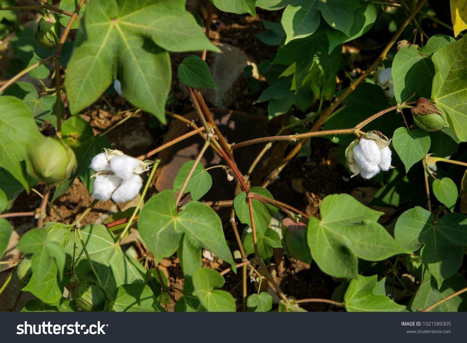 cotton Object Detection Dataset by deneme