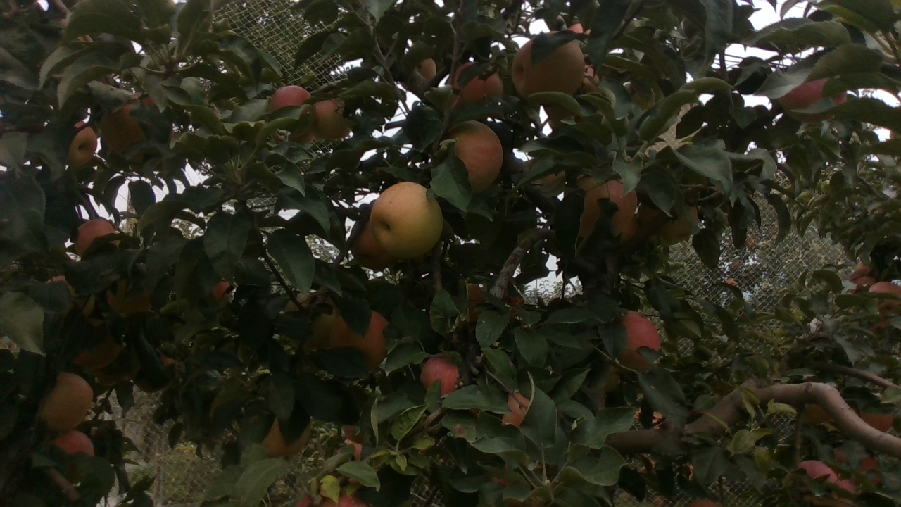 2 Object Detection Dataset by yolo11