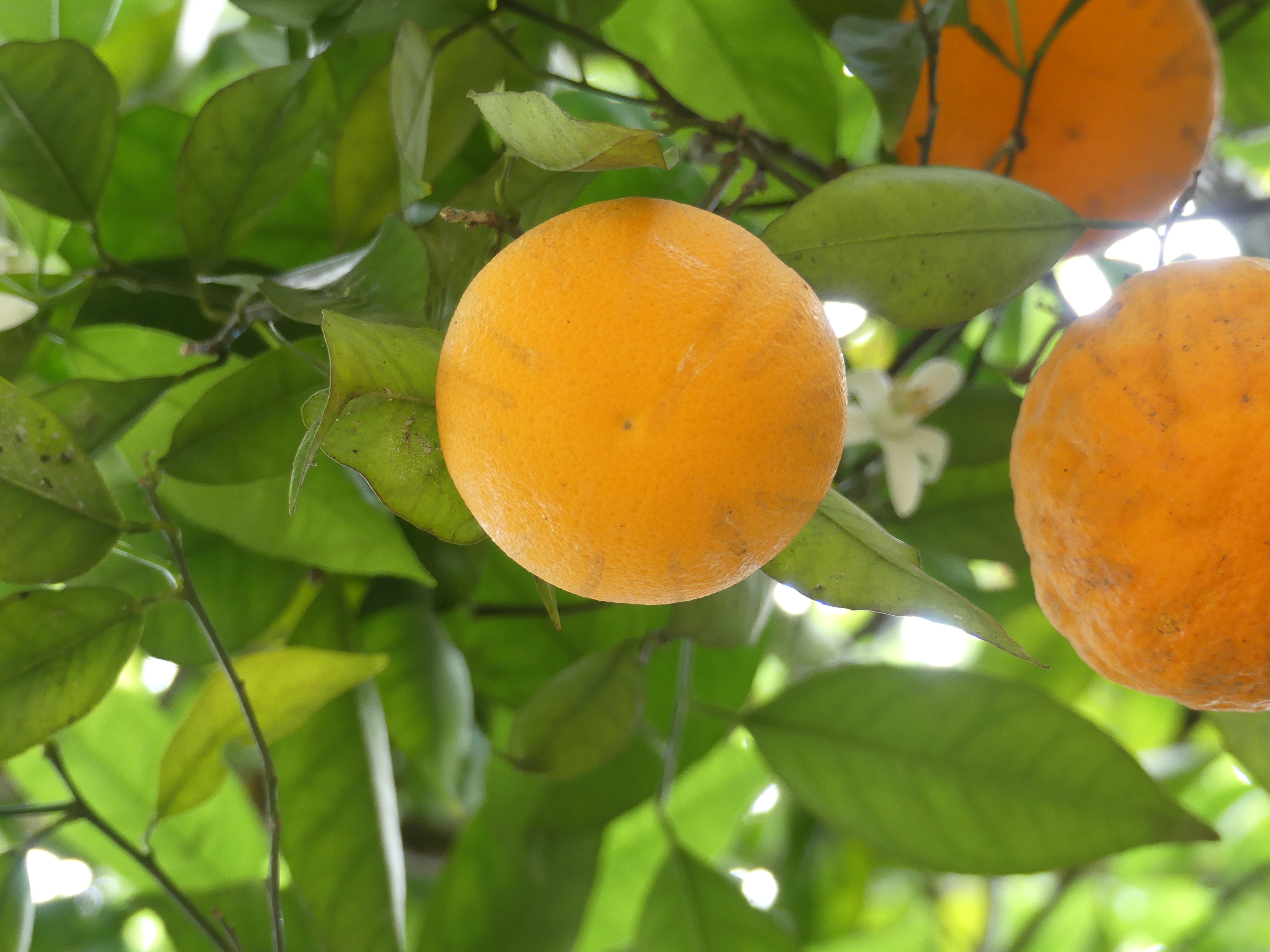 oranges (oranges-kqjxo) - Roboflow Universe