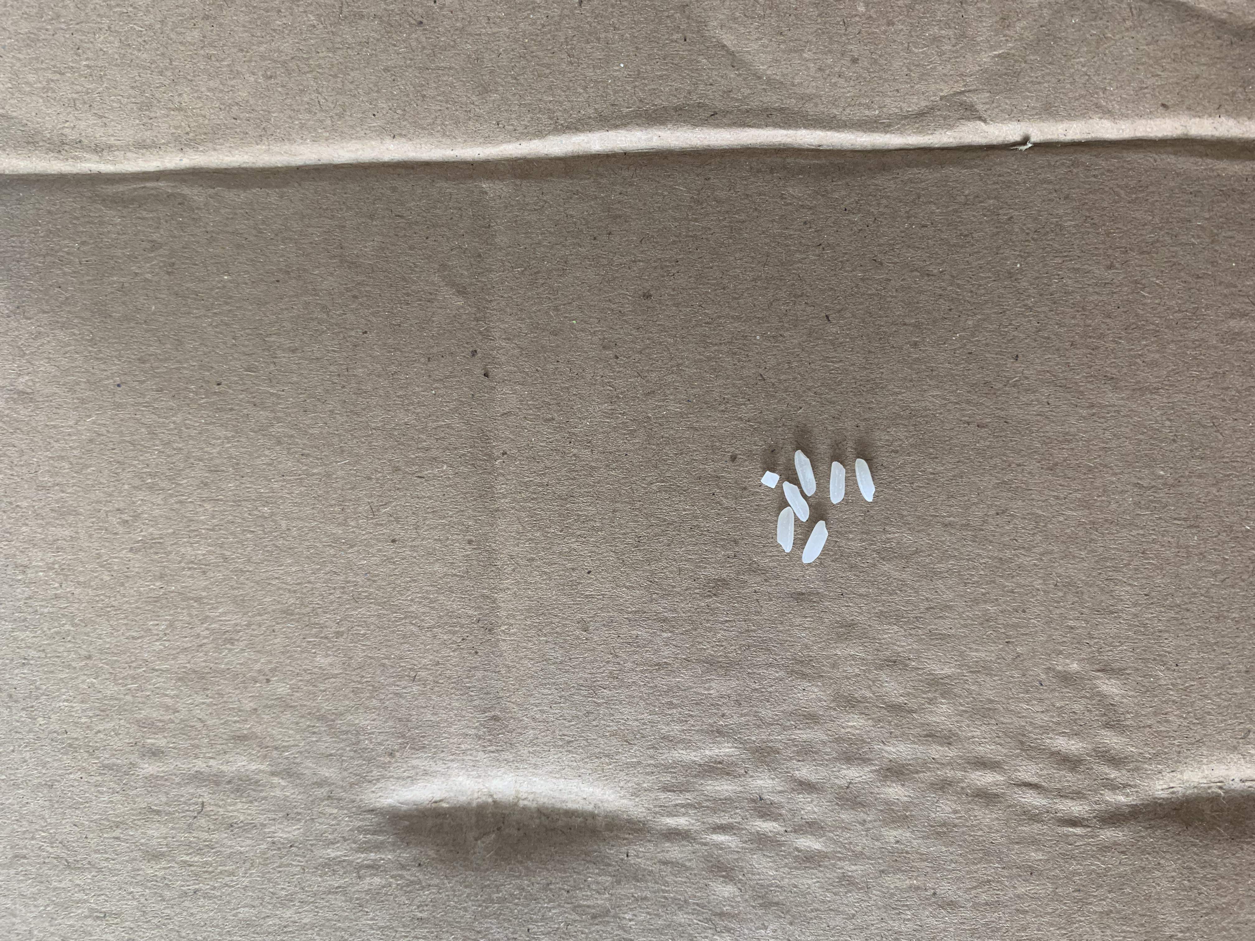 Rice Dataset Object Detection Dataset By Test