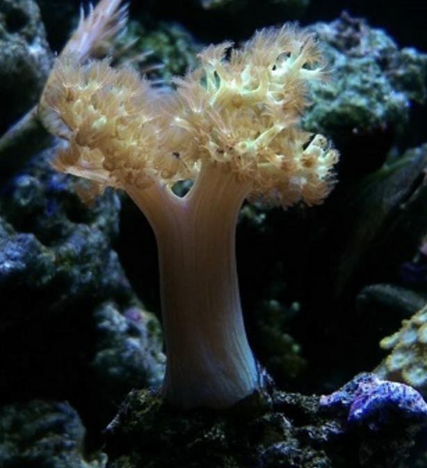 smart coral breeding Object Detection Model by Seample
