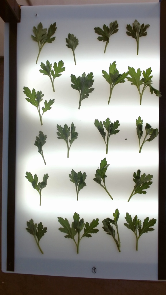 img_detector_v2 Object Detection Dataset and Pre-Trained Model by Esteban Innovacion Capiro