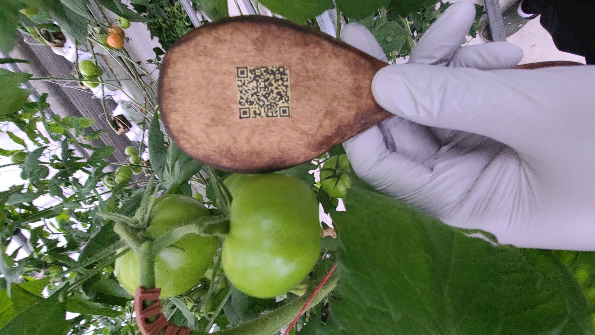 tomato_seg Semantic Segmentation Model by tomatoseg