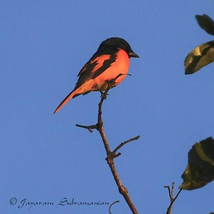 bird-detection Object Detection Dataset and Pre-Trained Model by Atlastrashdetector