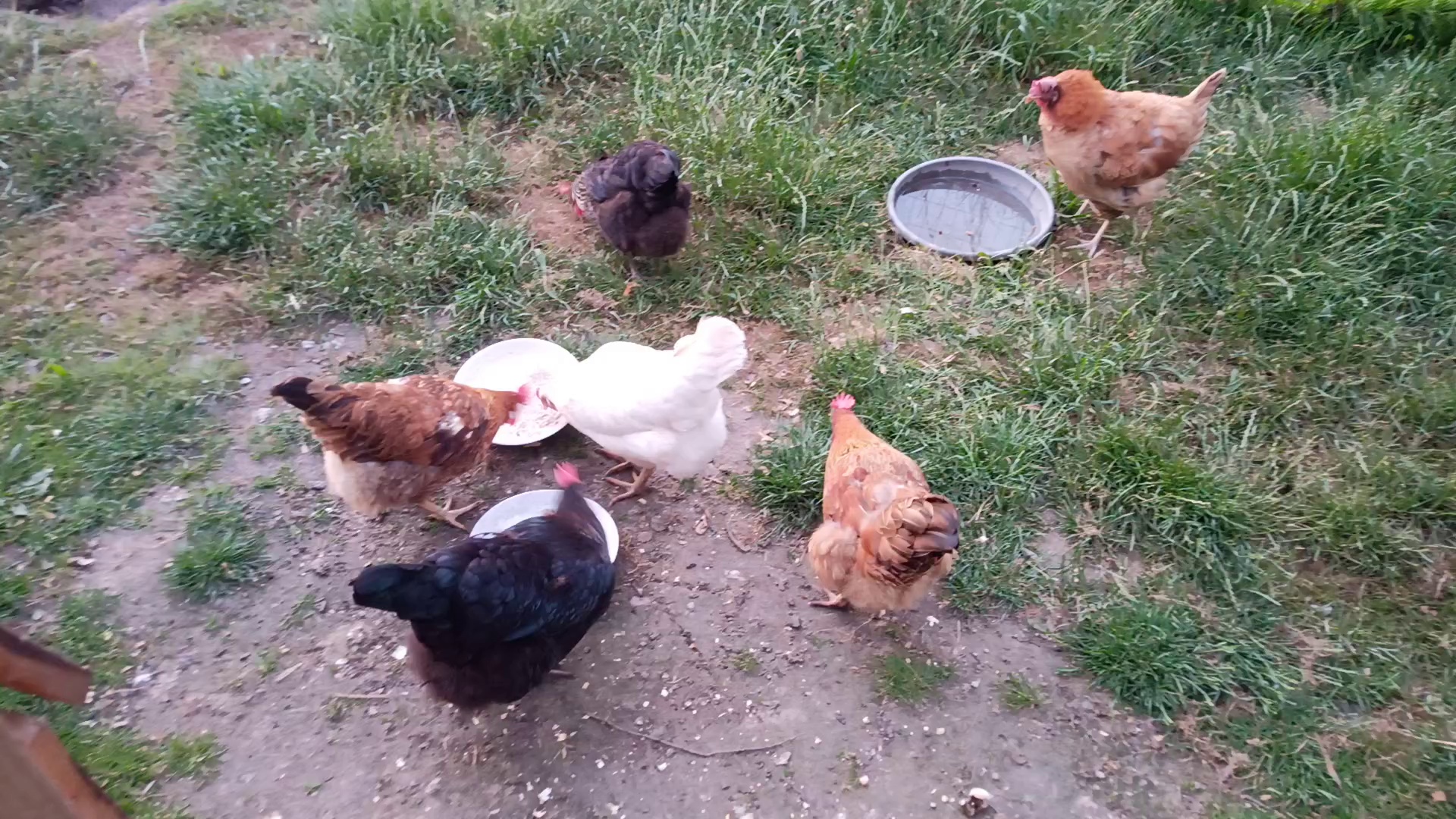 Chicken Hen Chickenhence Python Py Object Detection Dataset And Pre Trained Model By