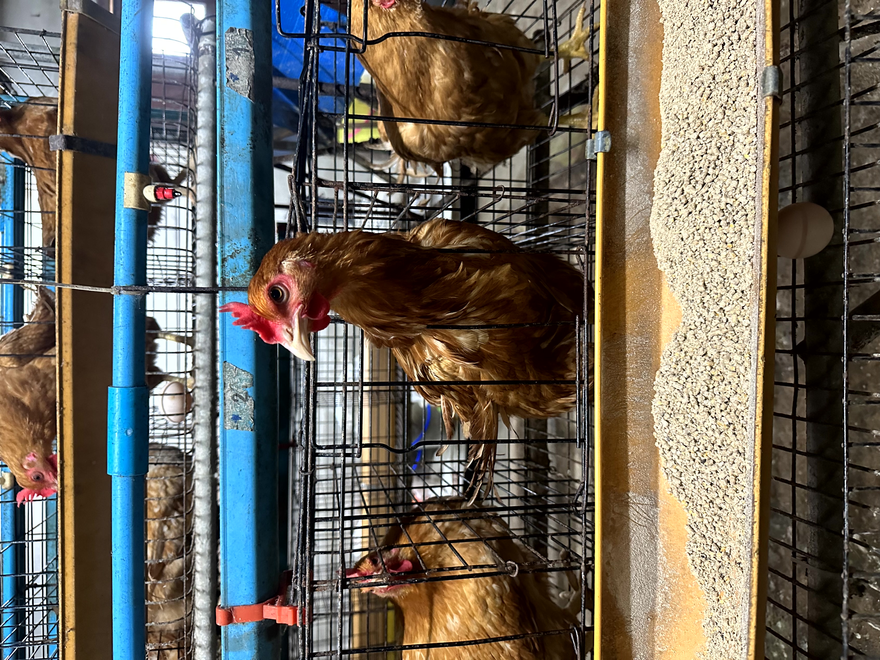 Chicken Detection Object Detection Dataset And Pre Trained Model By