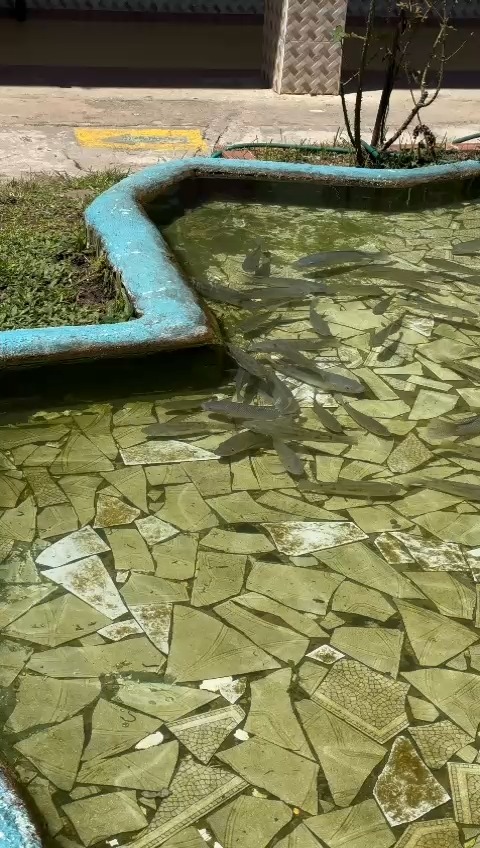 Etiquetados Lore Object Detection Dataset By Proyecto Nemo