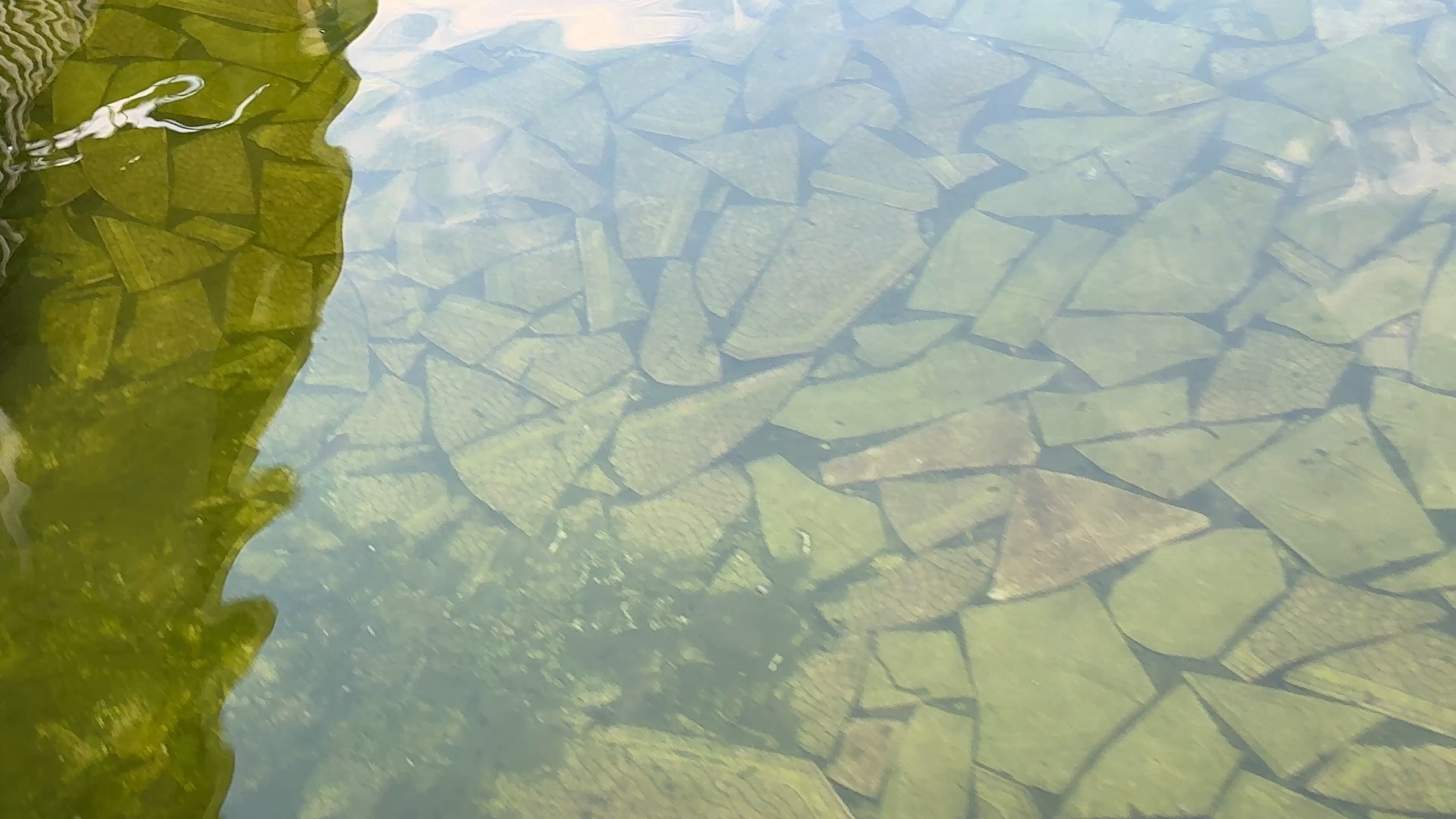 fish lore Object Detection Dataset by proyecto nemo