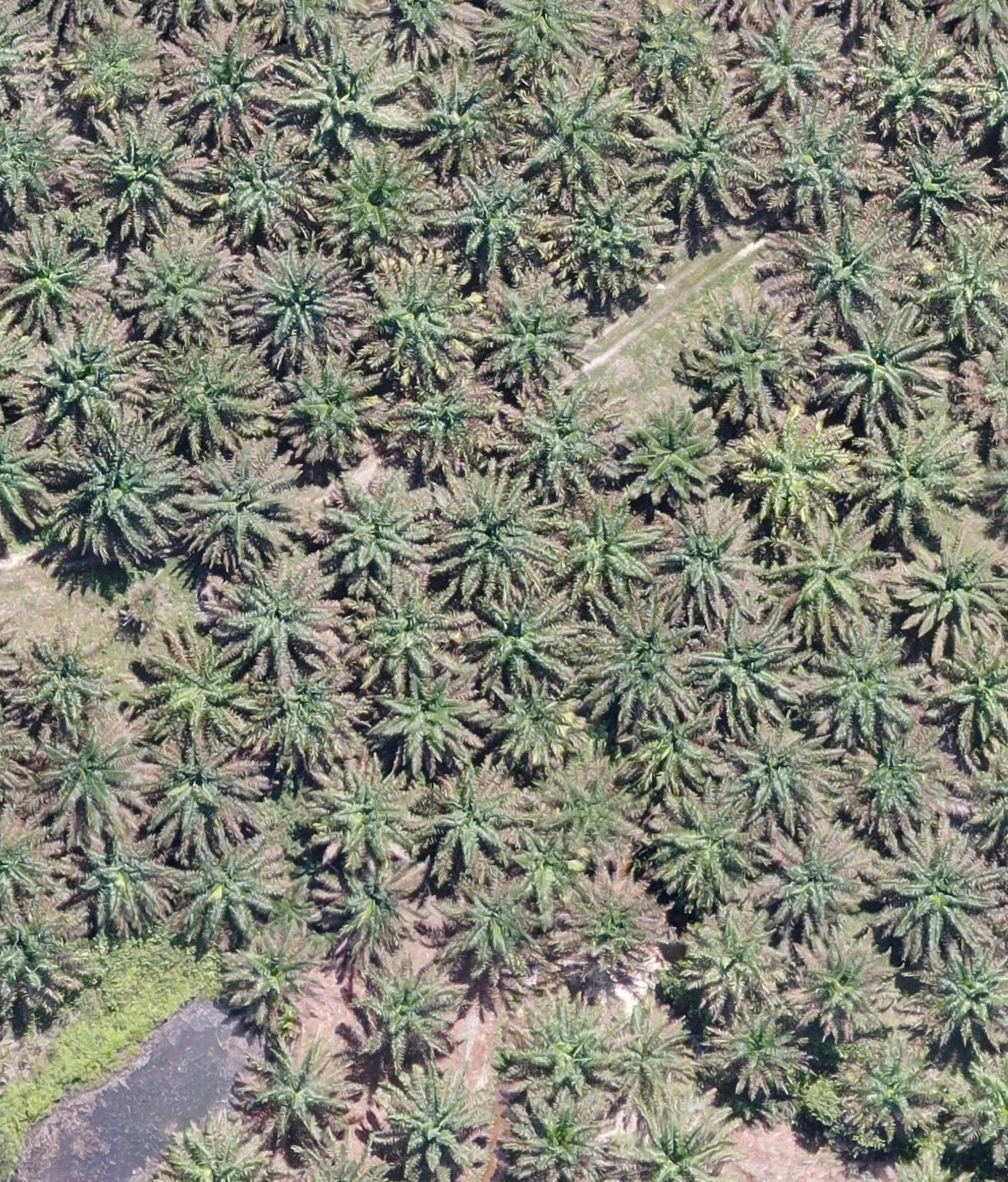 Palm Counting Object Detection Model By Khdata