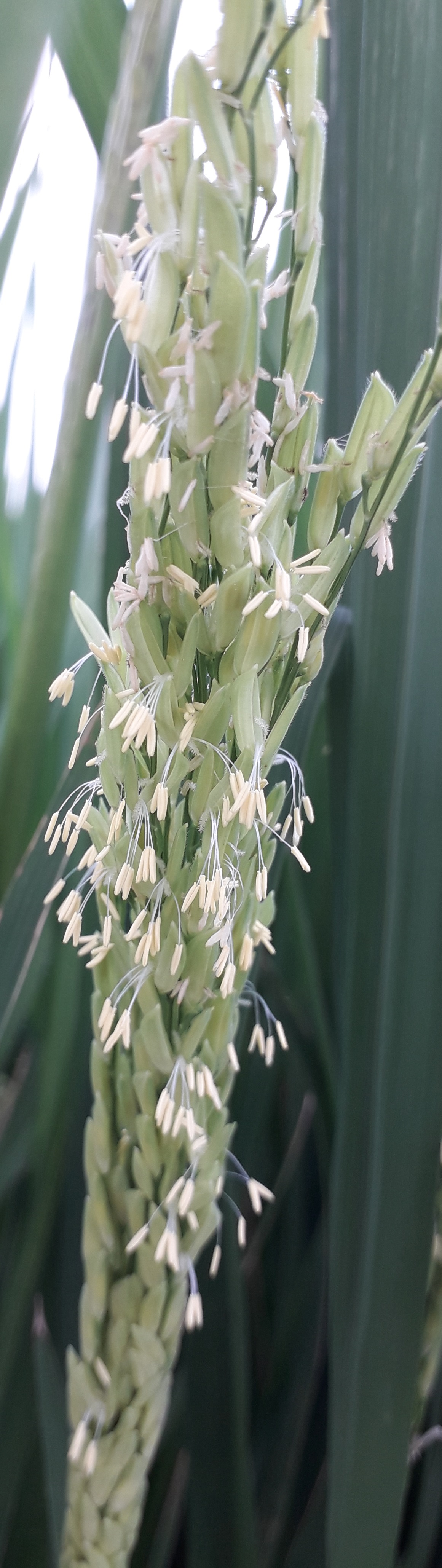 paddy Classification Dataset by vinayagam