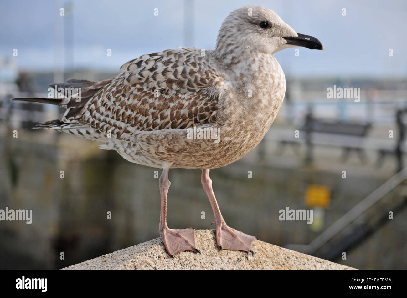 Seagull Gender Detection Project Object Detection Model by IsmetGocer