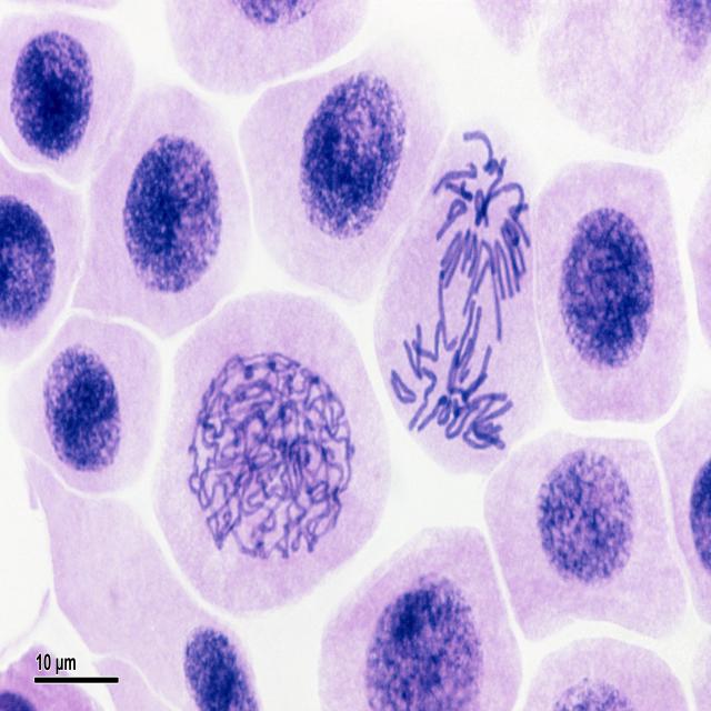 Mitosis Test Object Detection Dataset And Pre Trained Model By Test