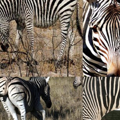 zebra Object Detection Dataset and Pre-Trained Model by project