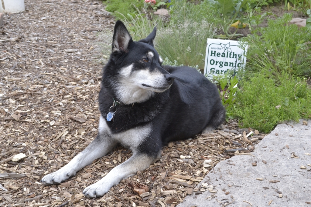 dog Object Detection Model by project