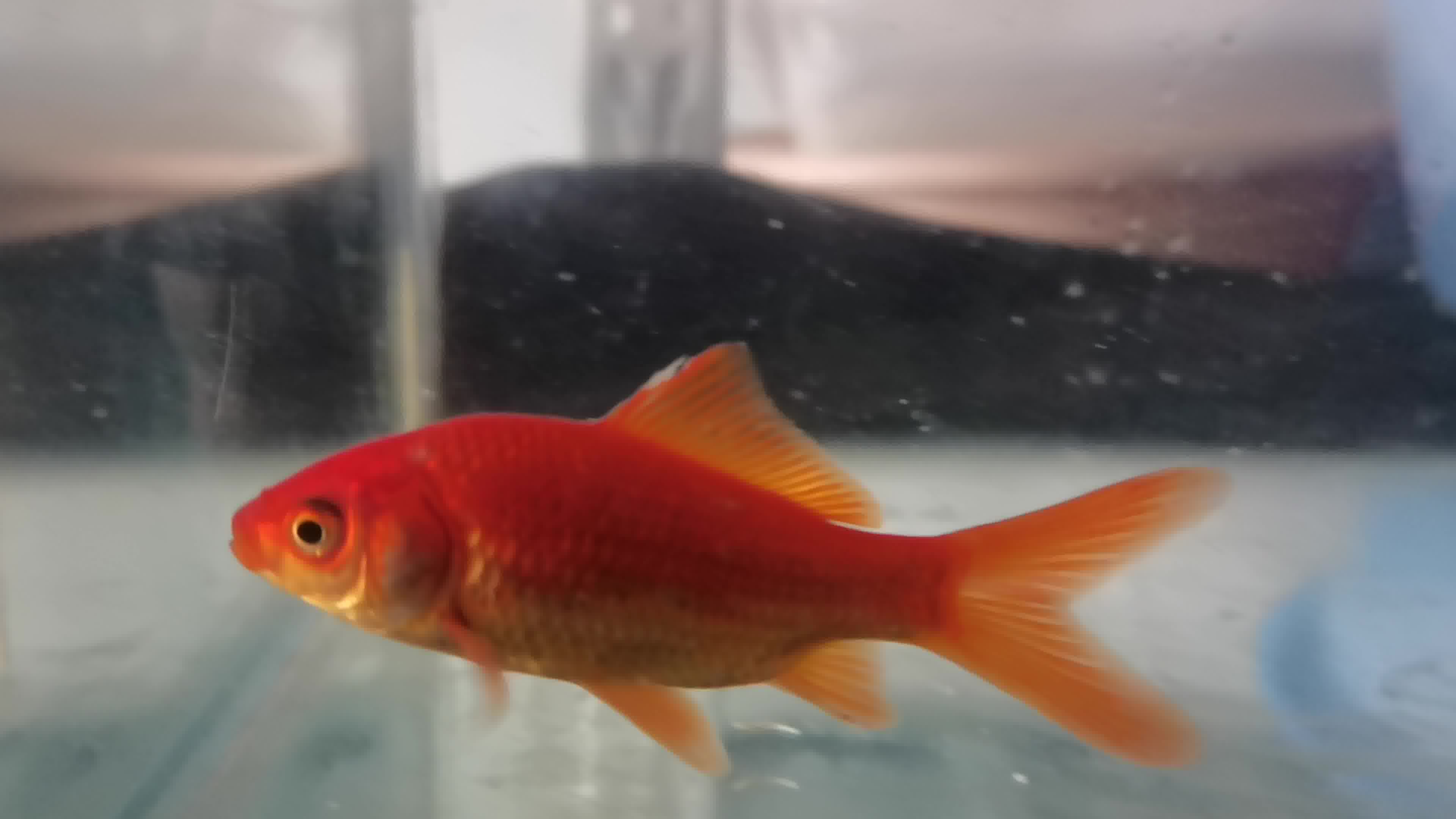 lab-2 Instance Segmentation Dataset by creamfactory