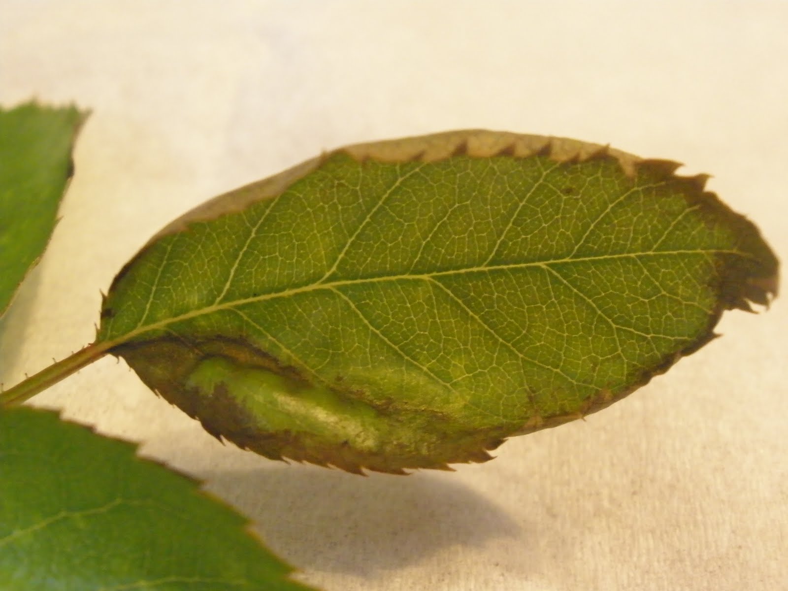 objectD - Roboflow Universe